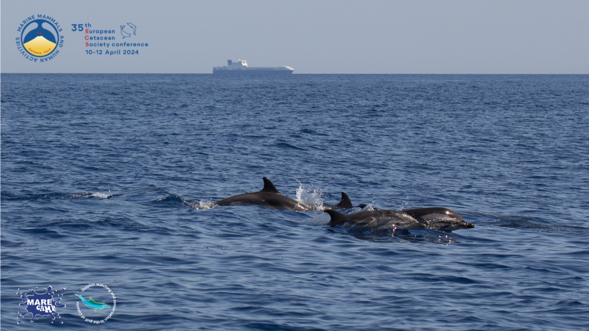 A Catania è tutto pronto per ospitare la Conferenza Europea sui Cetacei ...